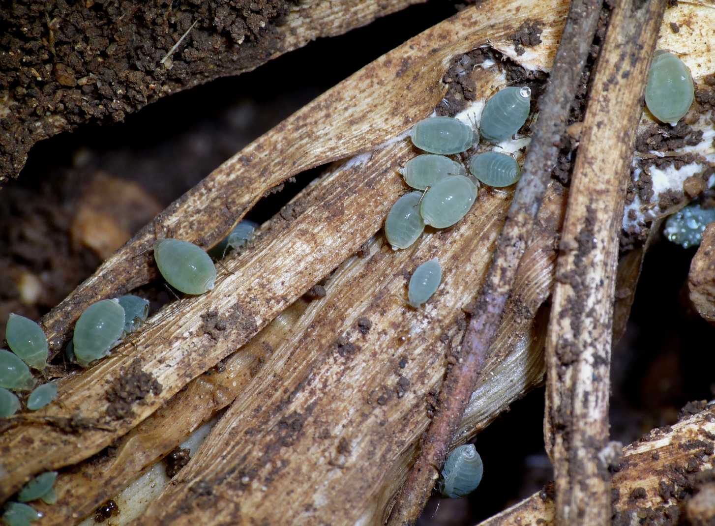 Forda formicaria, ospite formiche Aphaenogaster subterranea , Natura ...