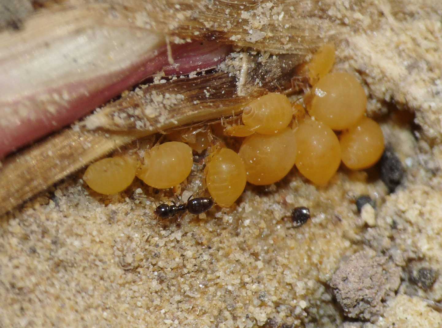 Afidi ospiti di formiche Plagiolepis sp.: Forda marginata (o F ...