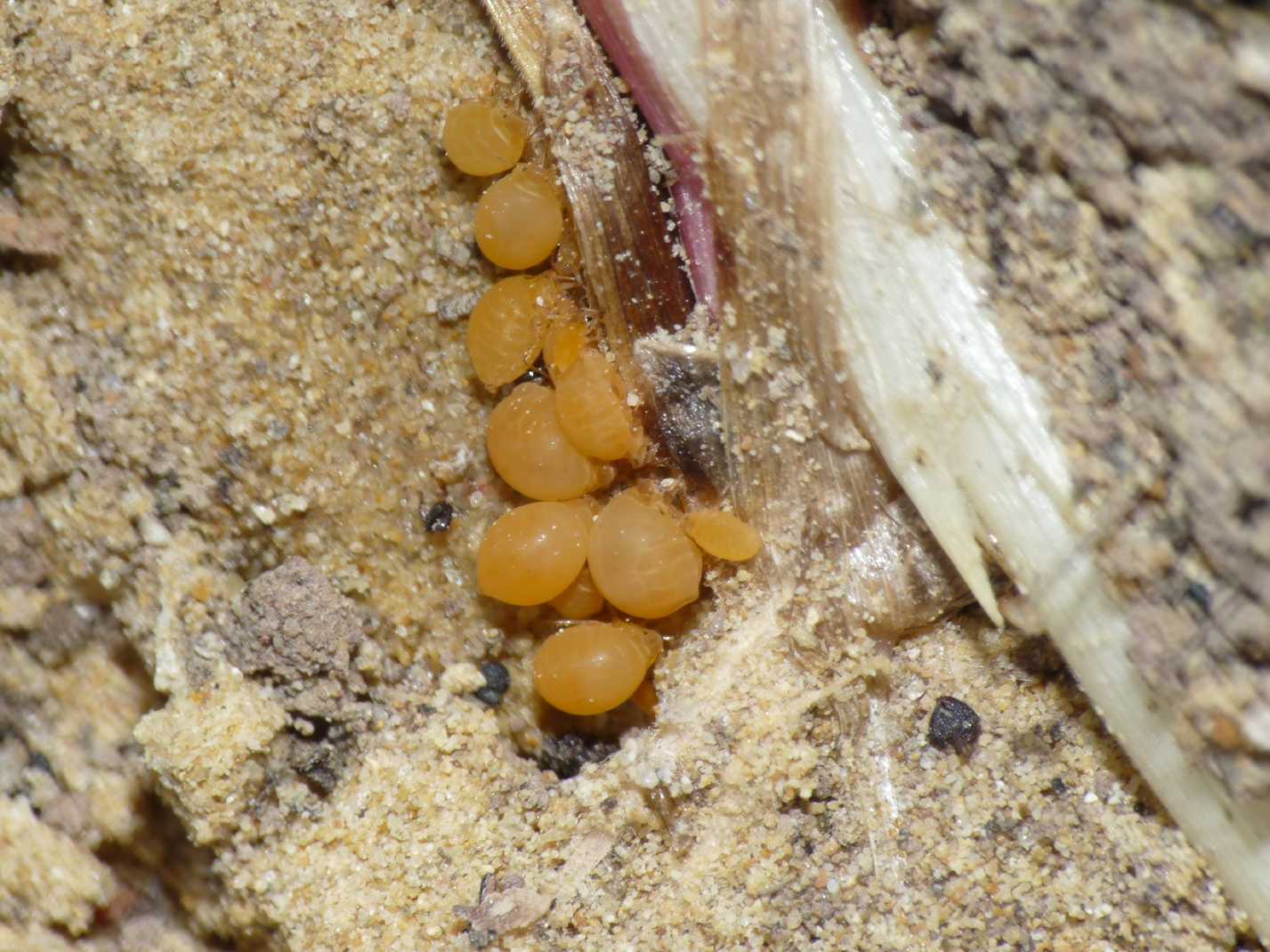 Afidi ospiti di formiche Plagiolepis sp.: Forda marginata (o F ...