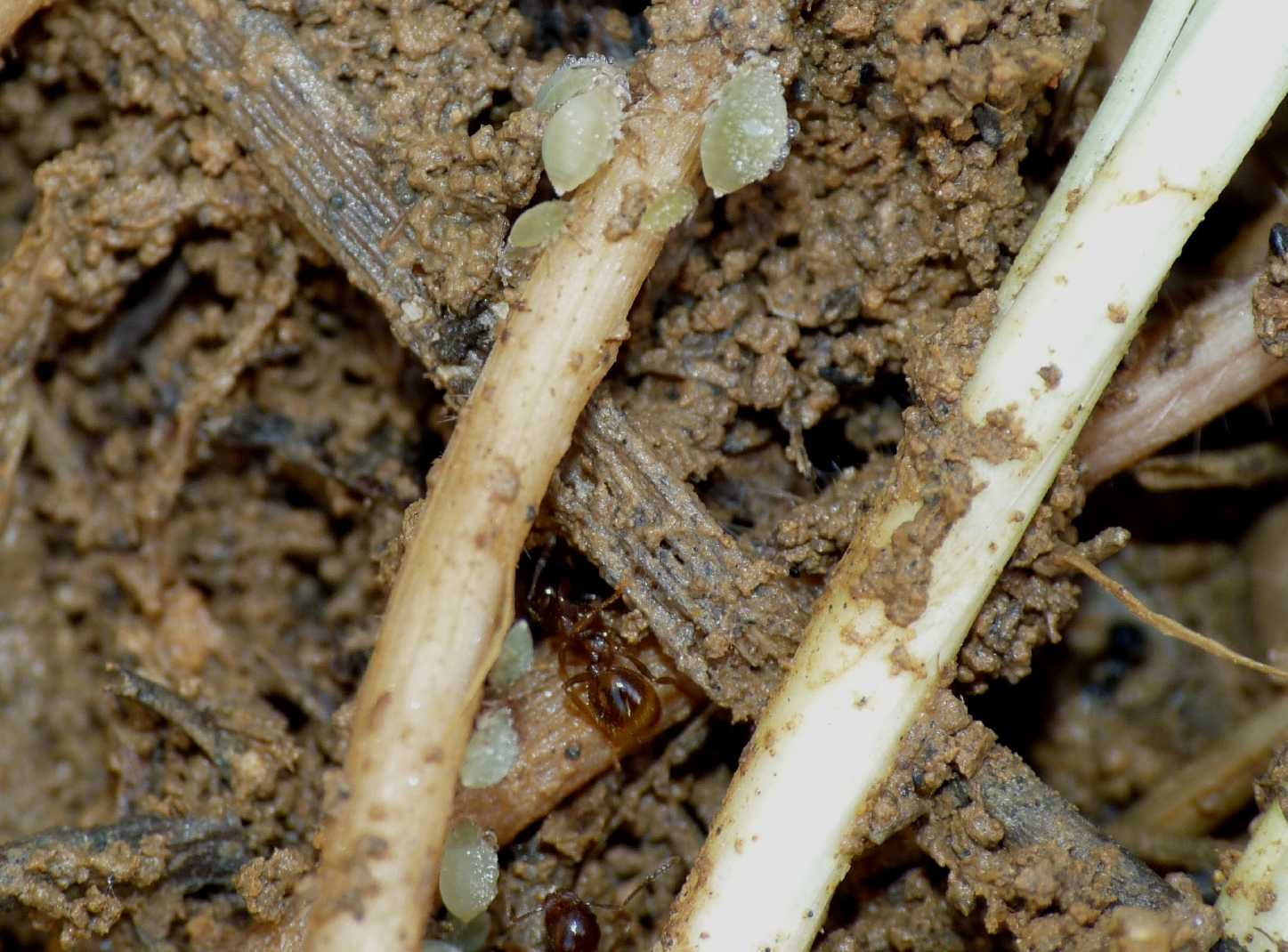 Forda formicaria, ospite formiche Aphaenogaster subterranea , Natura ...
