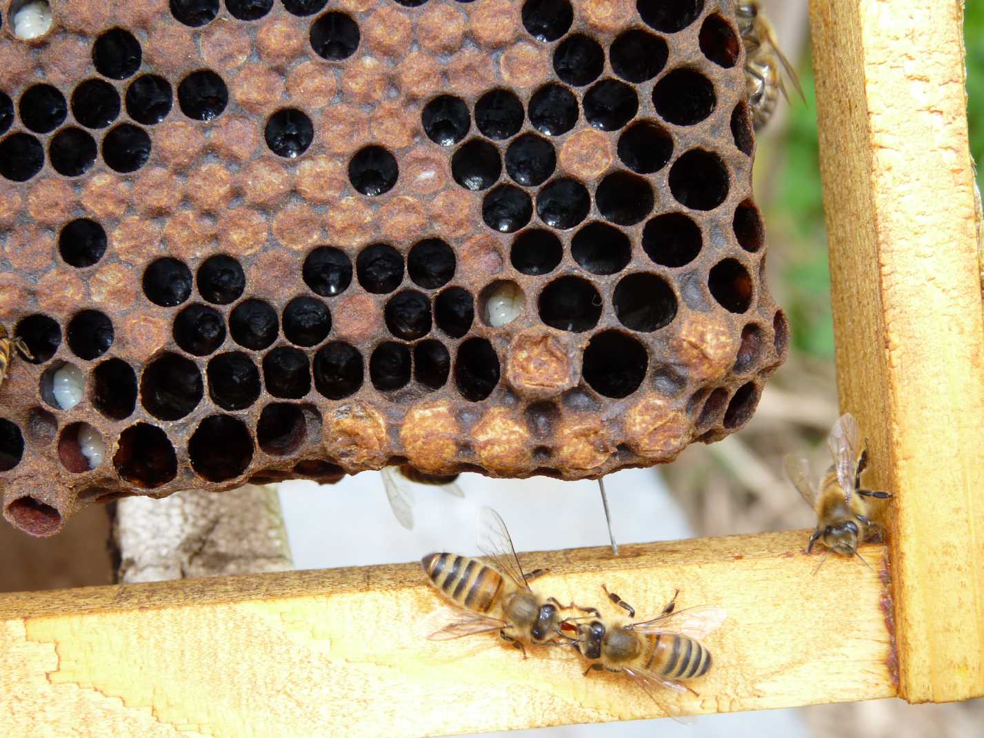 Le api di Nanni , Natura Mediterraneo | Forum Naturalistico