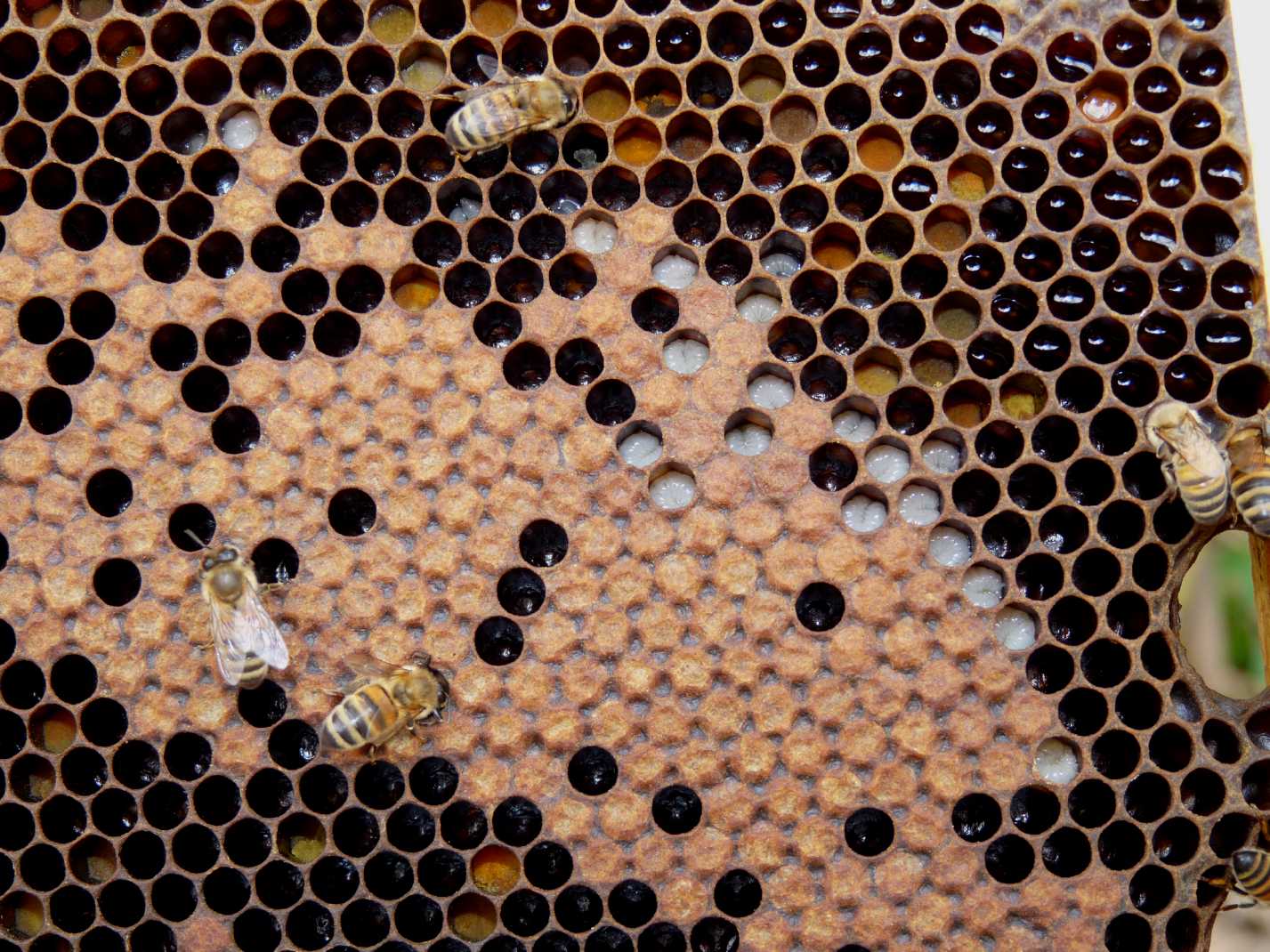 Le api di Nanni , Natura Mediterraneo | Forum Naturalistico