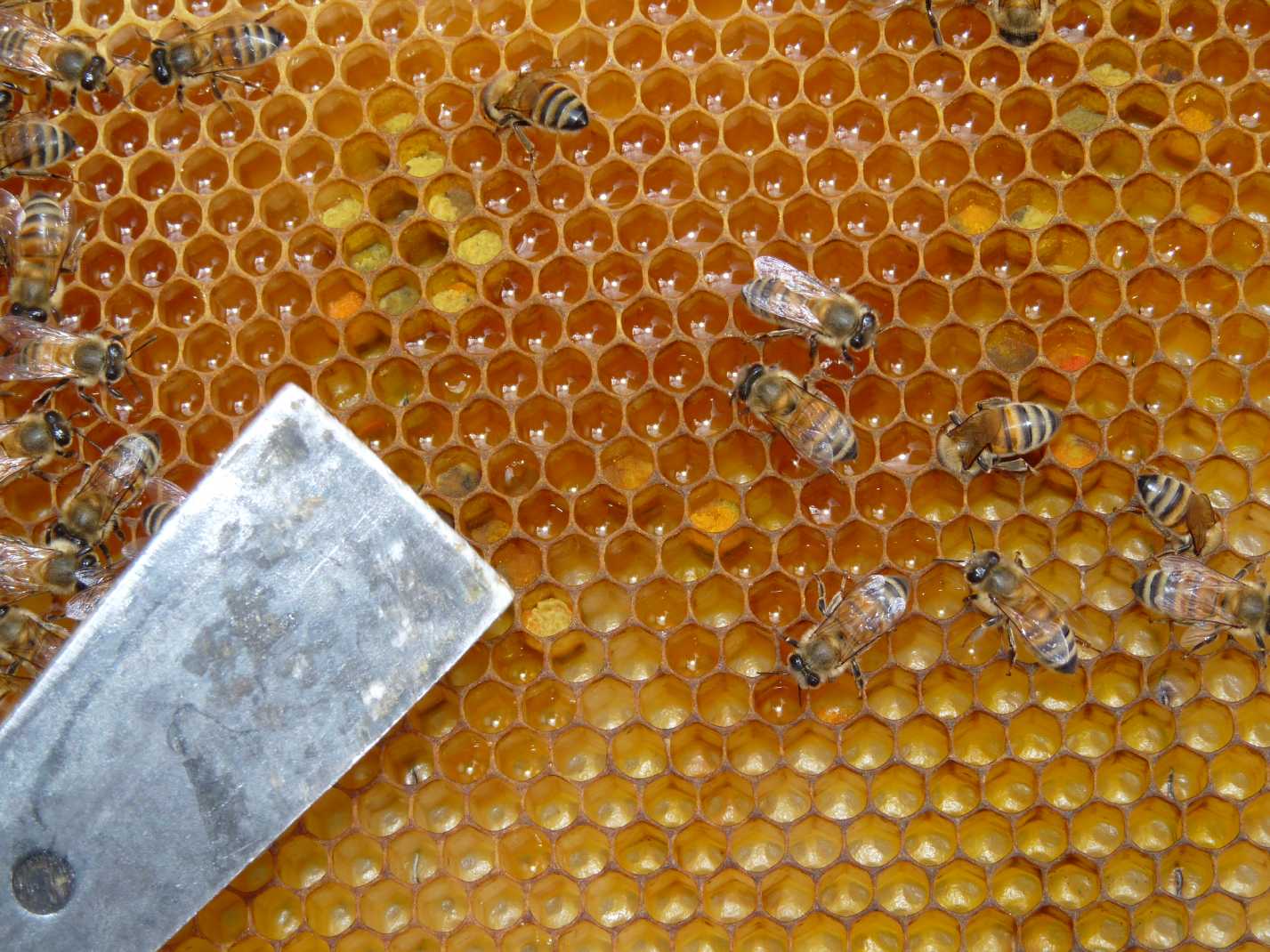 Le api di Nanni , Natura Mediterraneo | Forum Naturalistico