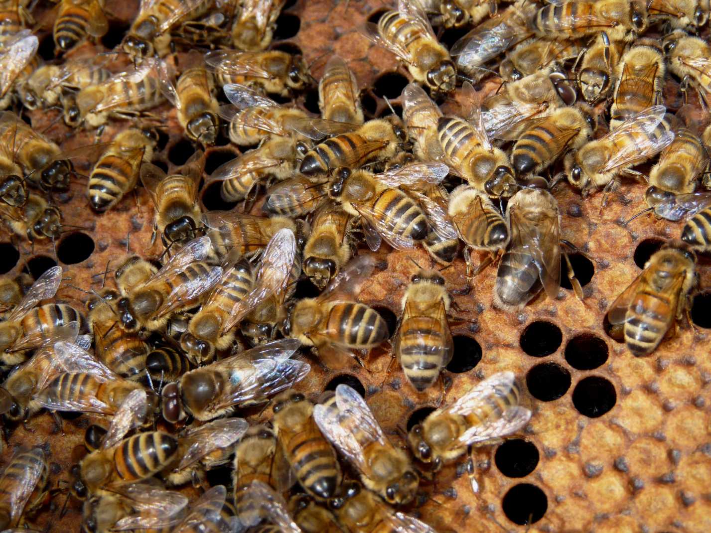 Le api di Nanni , Natura Mediterraneo | Forum Naturalistico