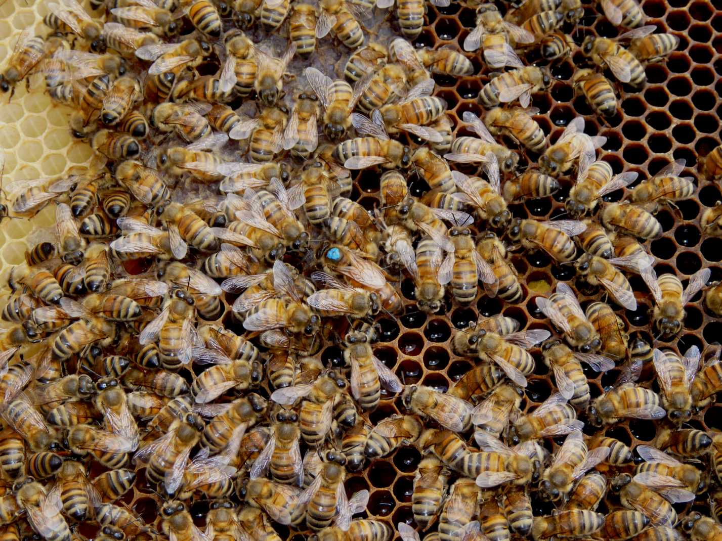 Le api di Nanni , Natura Mediterraneo | Forum Naturalistico