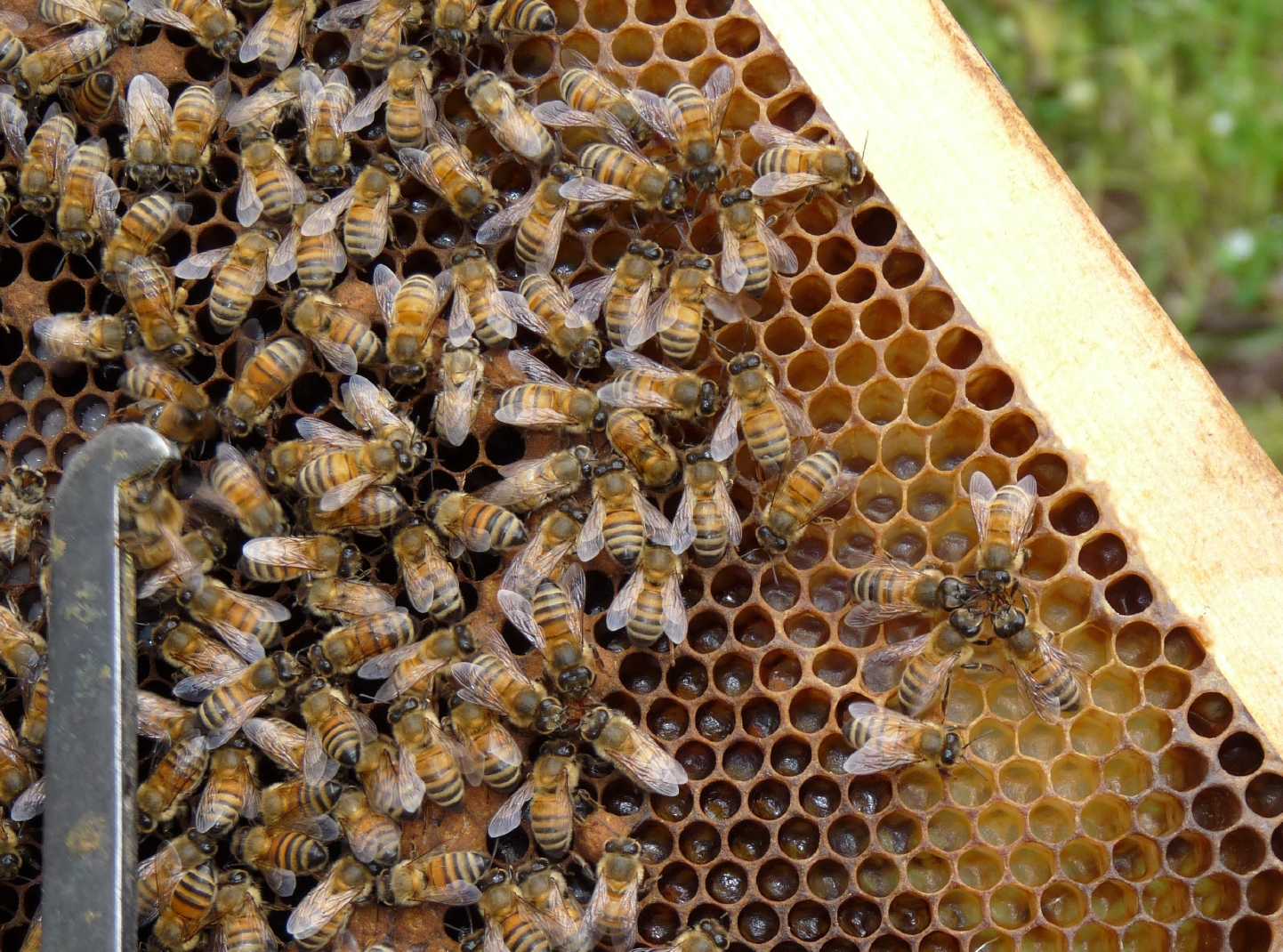 Le api di Nanni , Natura Mediterraneo | Forum Naturalistico