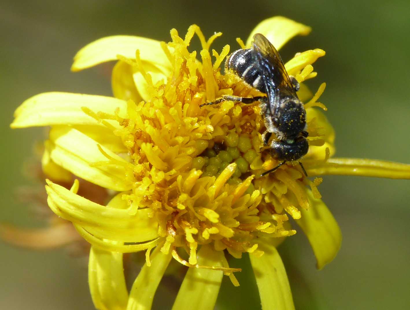 Apine minuscole: Heriades sp. (Apidae Megachilinae) , Natura ...