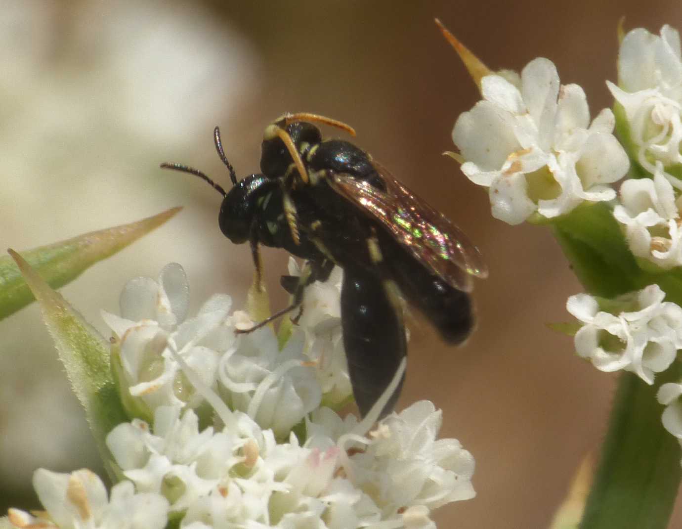 Apine in accoppiamento: Hylaeus cornutus , Natura Mediterraneo | Forum ...