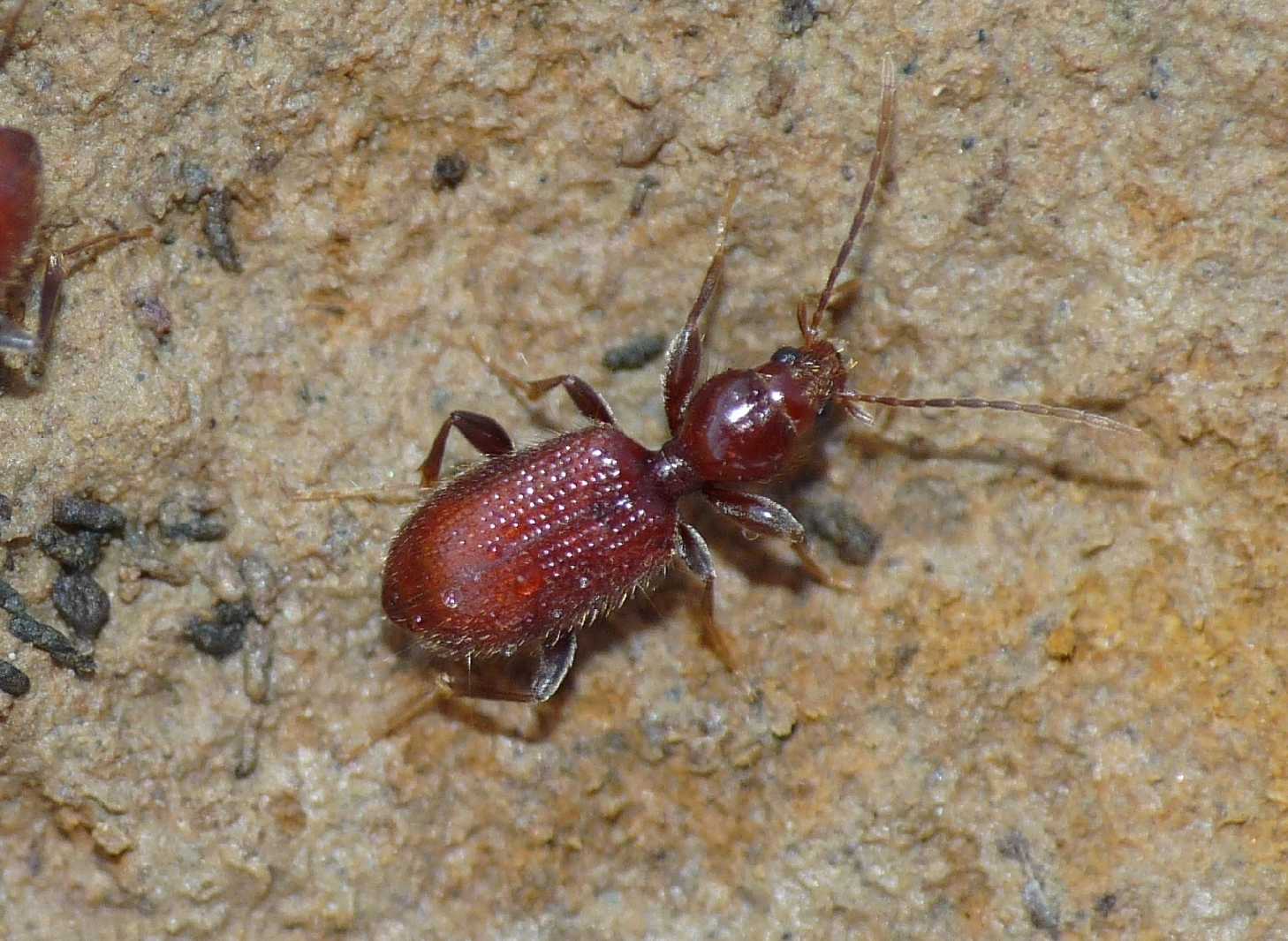 Apotomus rufus (Carabidae) , Natura Mediterraneo | Forum Naturalistico