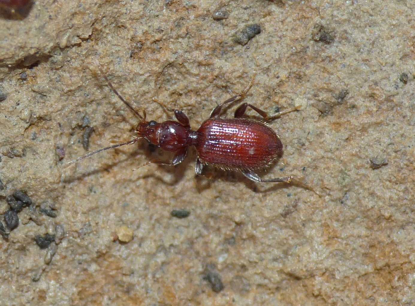 Apotomus rufus (Carabidae) , Natura Mediterraneo | Forum Naturalistico