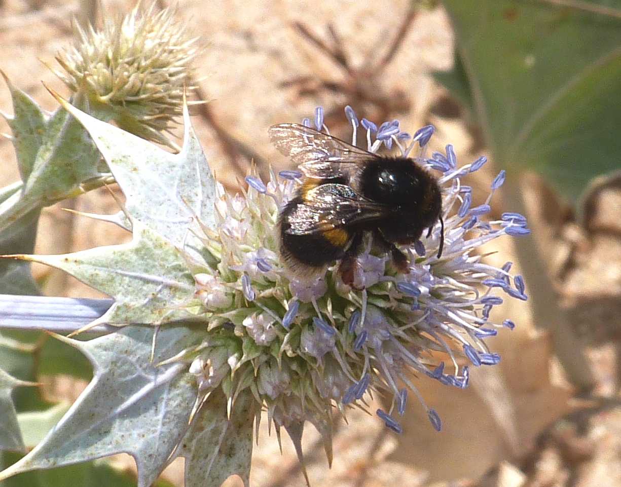 Mini bombo , Natura Mediterraneo | Forum Naturalistico