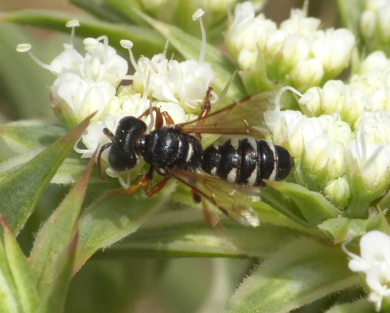 Cerceris interrupta , Natura Mediterraneo | Forum Naturalistico