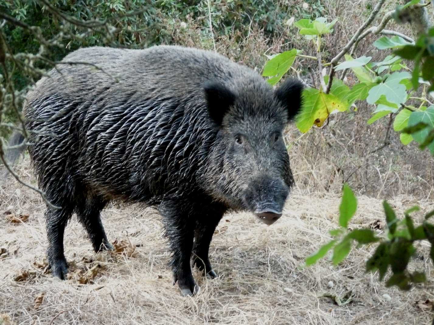 Il cinghiale: problema o risorsa? , Natura Mediterraneo | Forum ...