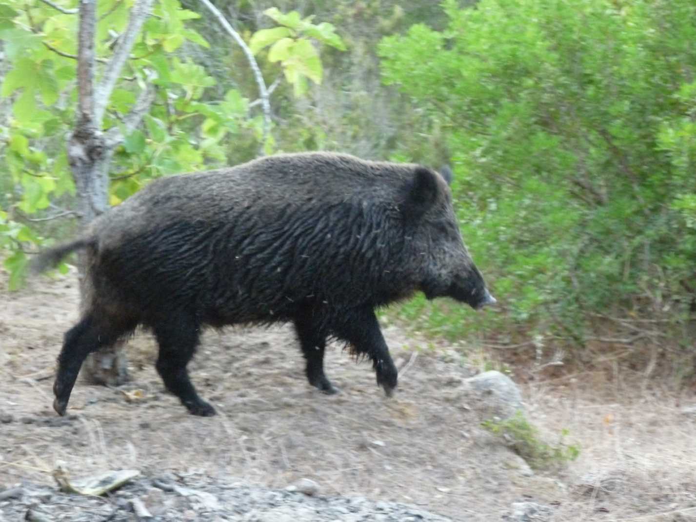 Il cinghiale: problema o risorsa? , Natura Mediterraneo | Forum ...