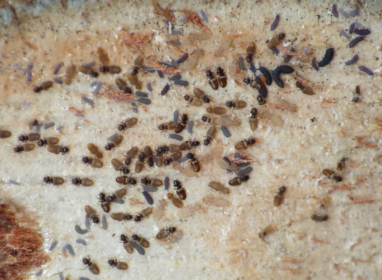 Come scoprire psocotteri e collemboli , Natura Mediterraneo | Forum ...