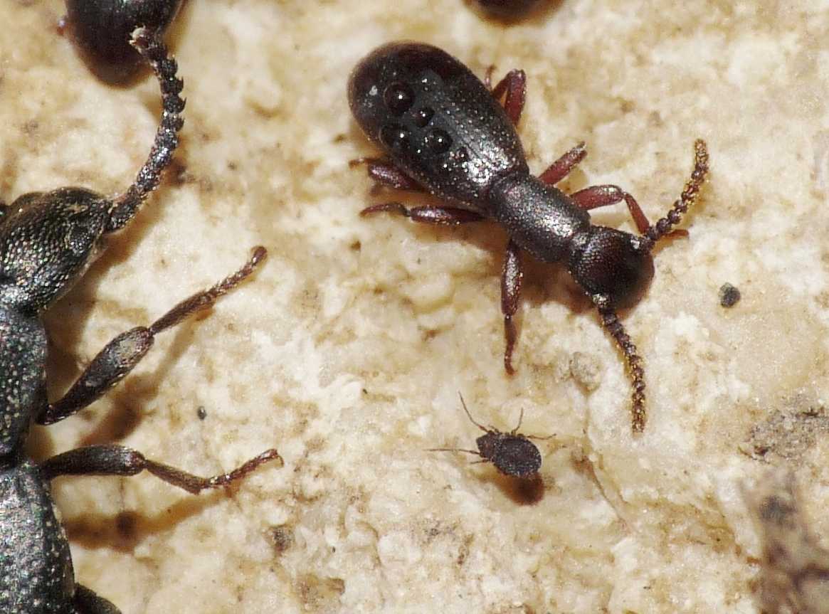 Dichillus & c. , Natura Mediterraneo | Forum Naturalistico