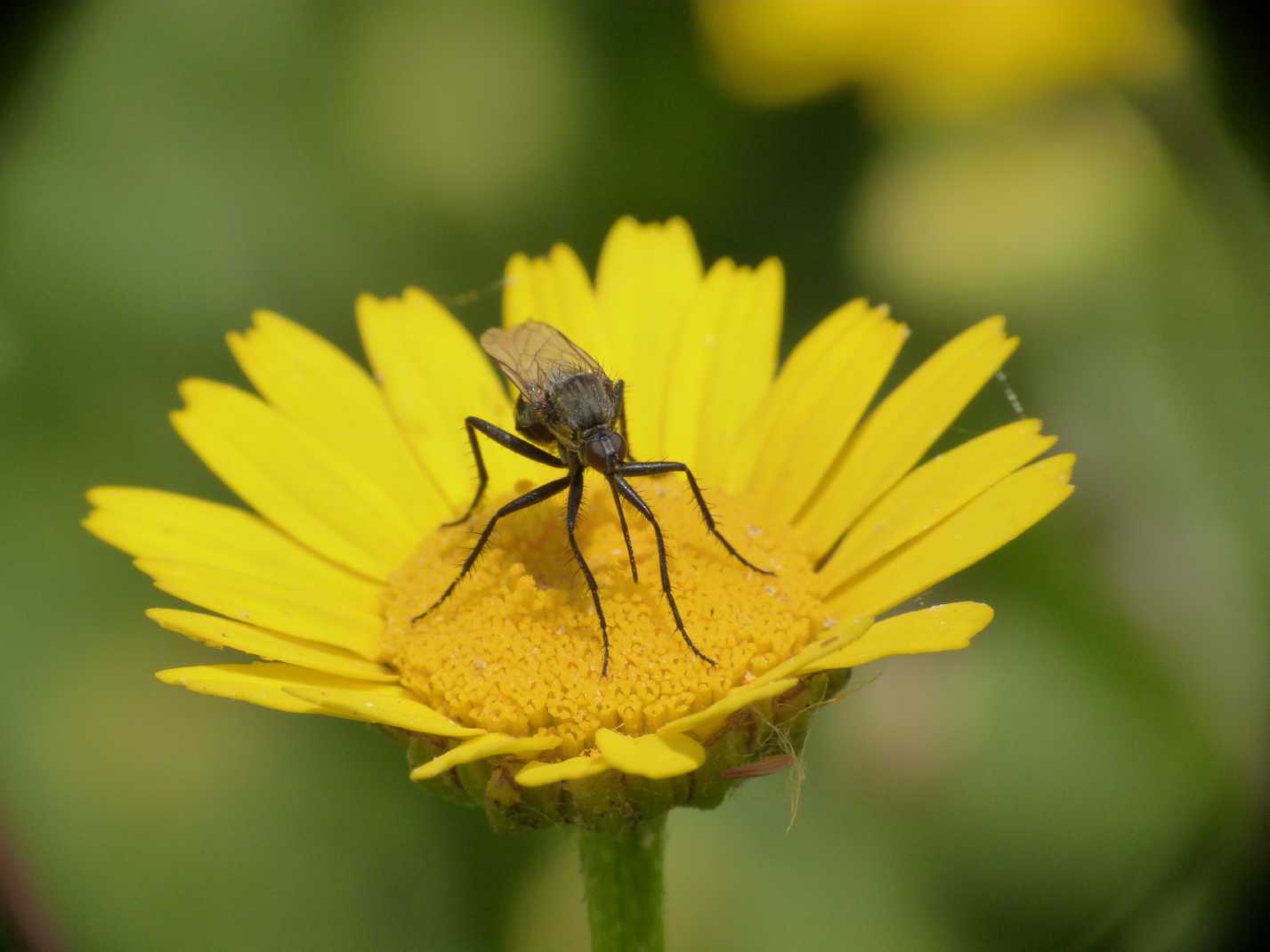 Empididae , Natura Mediterraneo | Forum Naturalistico