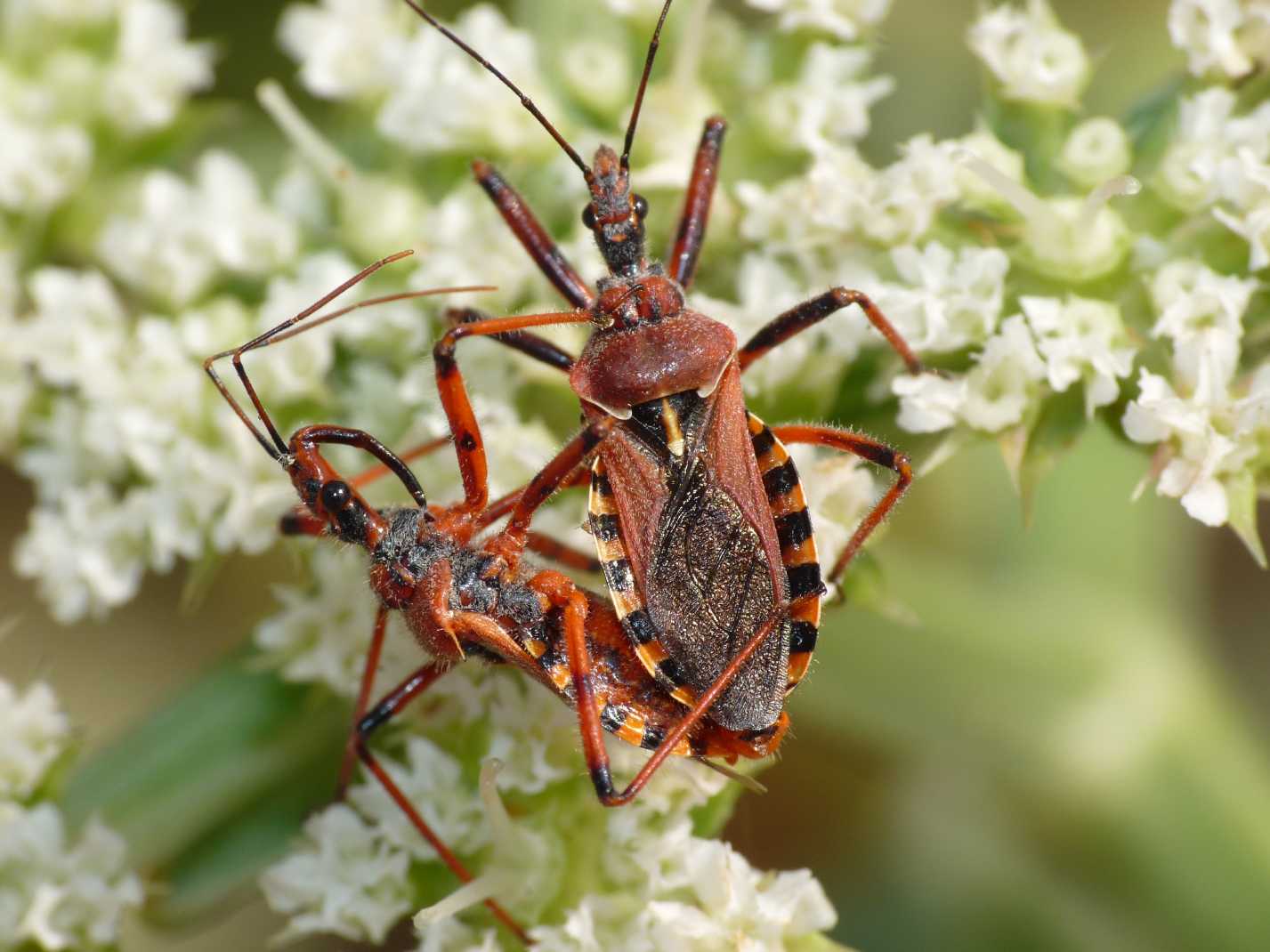 Rhynocoris erythropus (Accoppiamento) - Reduviidae , Natura ...