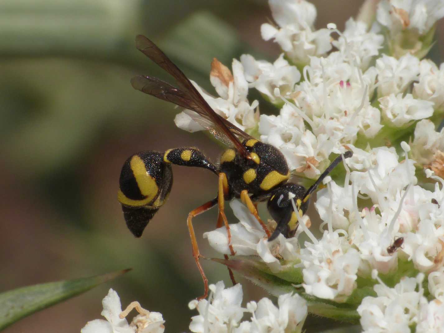 Eumenes sardous, Vespidae Eumeninae , Natura Mediterraneo | Forum ...