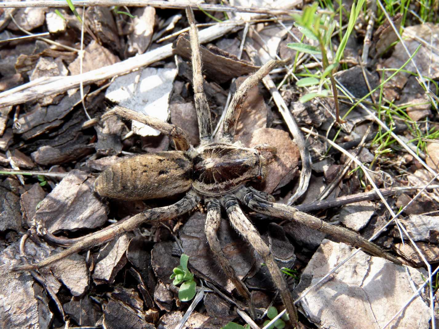 Hogna radiata , Natura Mediterraneo | Forum Naturalistico
