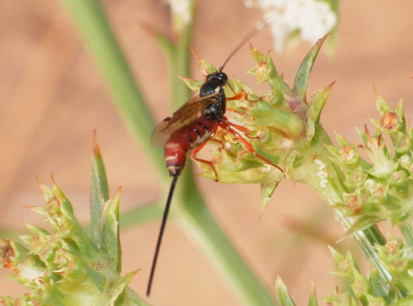 Ichneumonidae Pimplinae , Natura Mediterraneo | Forum Naturalistico