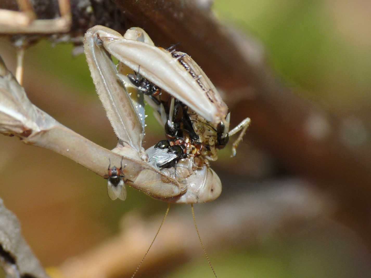 Moschine opportuniste - Milichiidae, Desmometopa sp. , Natura ...