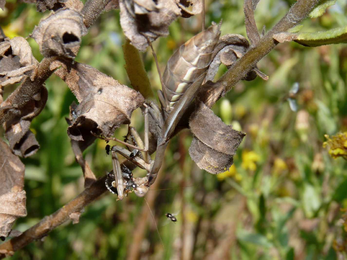 Moschine opportuniste - Milichiidae, Desmometopa sp. , Natura ...