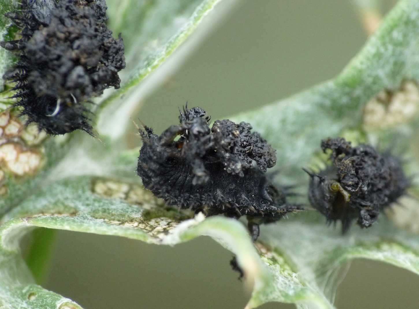 Cassida deflorata in riproduzione , Natura Mediterraneo | Forum ...