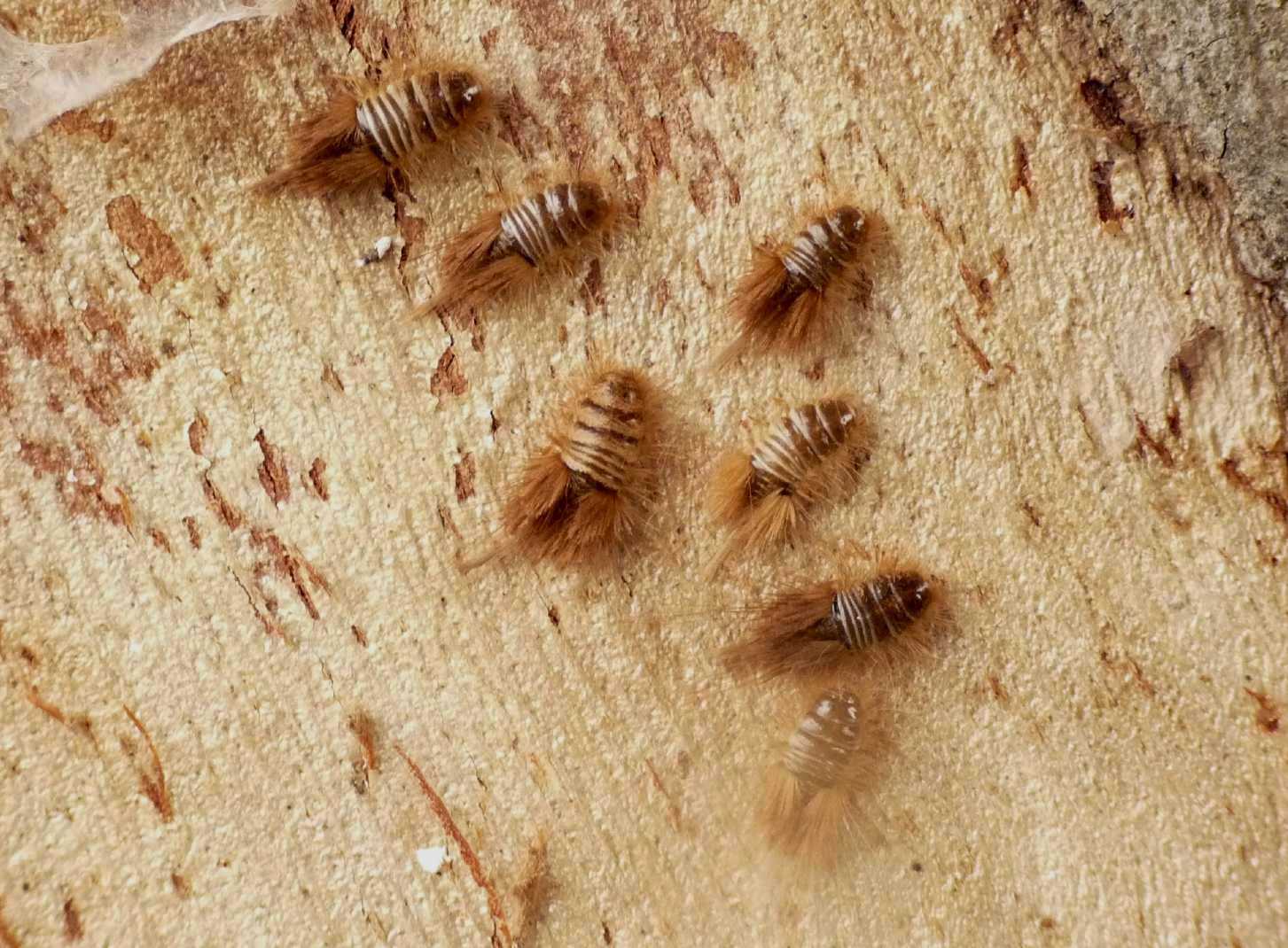 Dermestes lardarius , Natura Mediterraneo | Forum Naturalistico