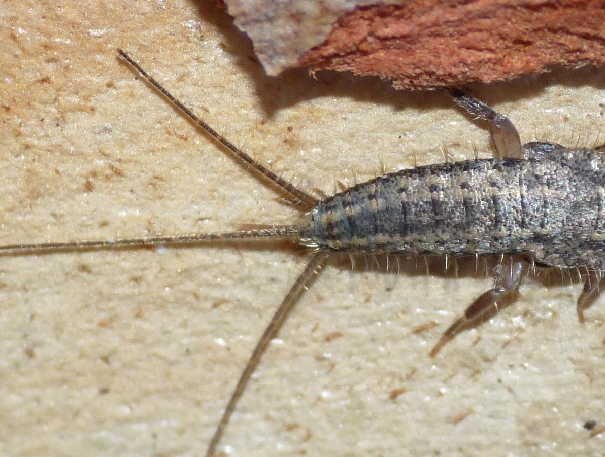 Da identificare - Zygentoma , Natura Mediterraneo | Forum Naturalistico