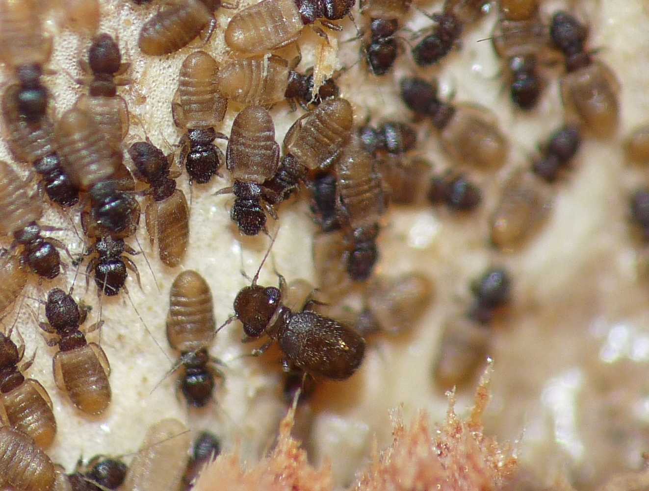 Psocotteri (Liposcelis e Lepinotus?) - gruppo misto , Natura ...