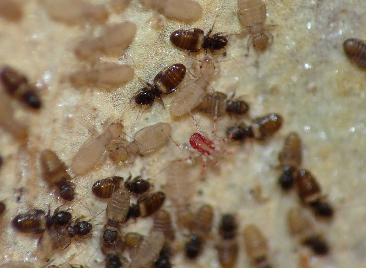 Psocotteri minuscoli (Liposcelis?) , Natura Mediterraneo | Forum ...