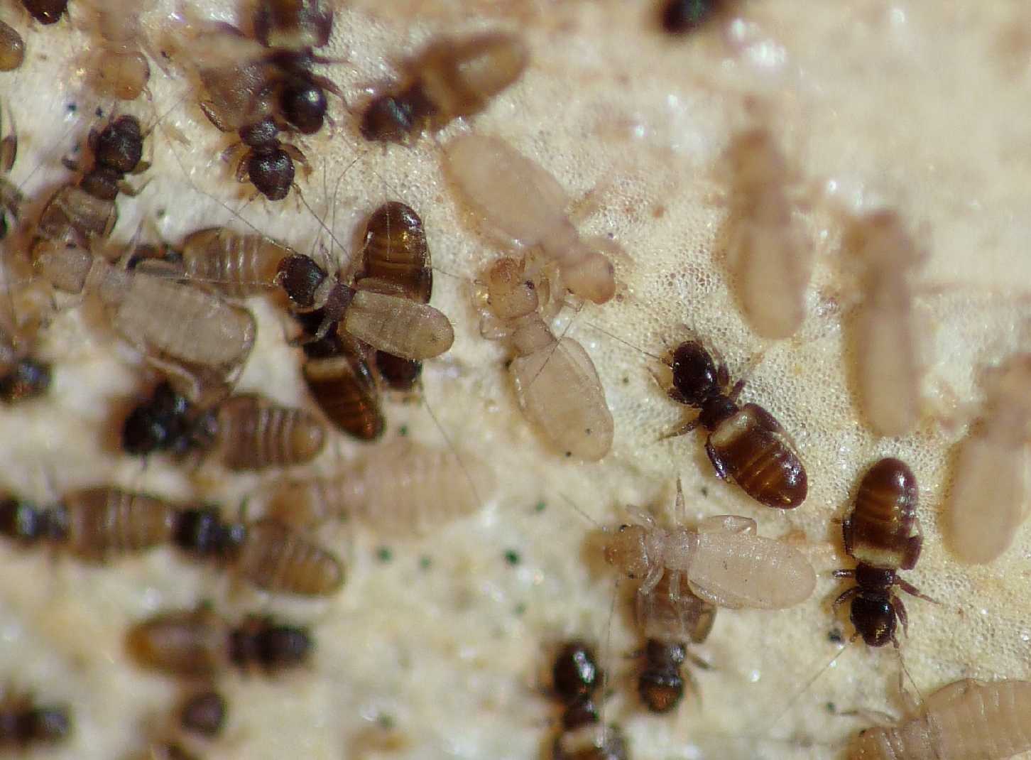 INSETTI PICCOLISSIMI MARRONI DISPENSA: Liposcelis sp. , Natura ...