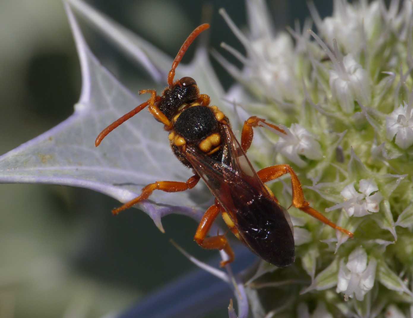 Nomada numida - Porto Liscia (OT) , Natura Mediterraneo | Forum ...
