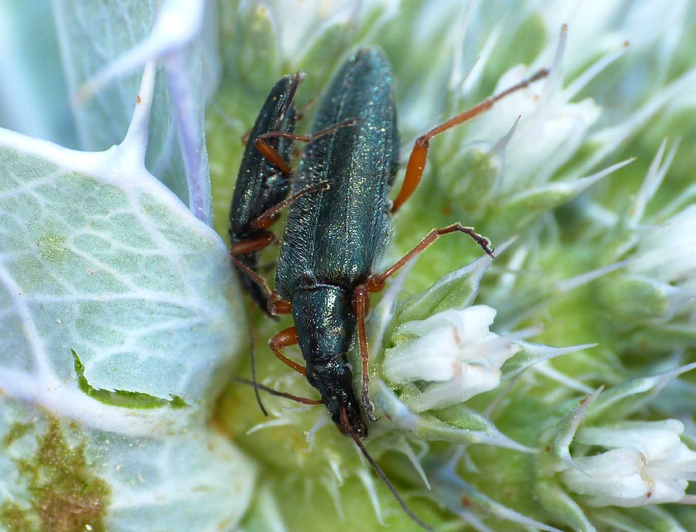 Oedemera sarda: Stenostoma rostratum rostratum , Natura Mediterraneo ...