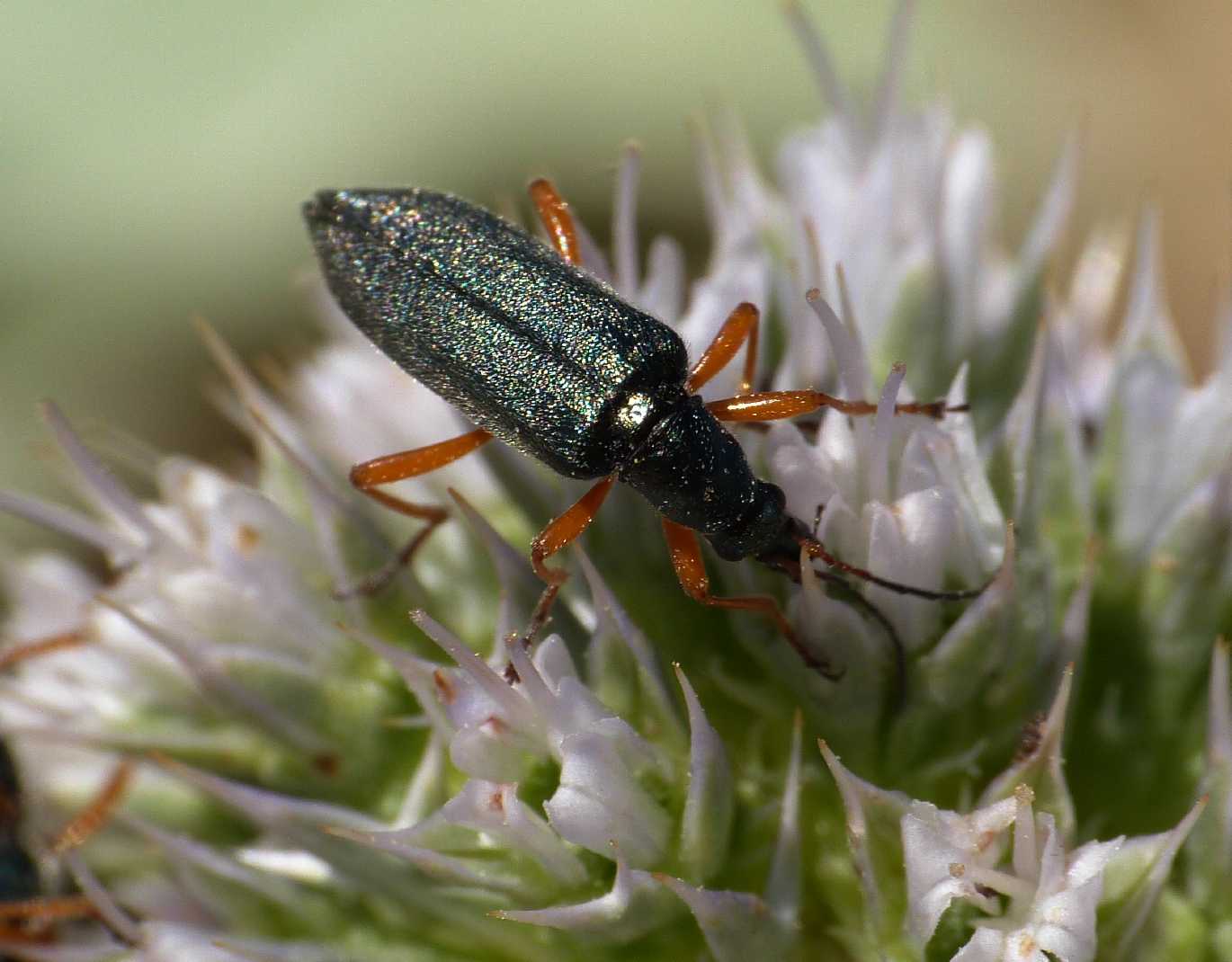 Oedemera sarda: Stenostoma rostratum rostratum , Natura Mediterraneo ...