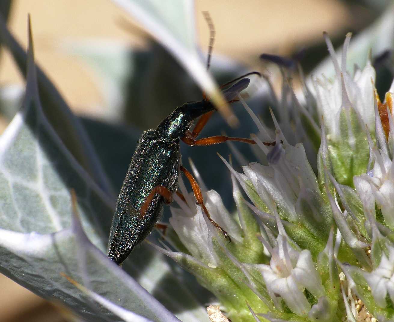 Oedemera sarda: Stenostoma rostratum rostratum , Natura Mediterraneo ...