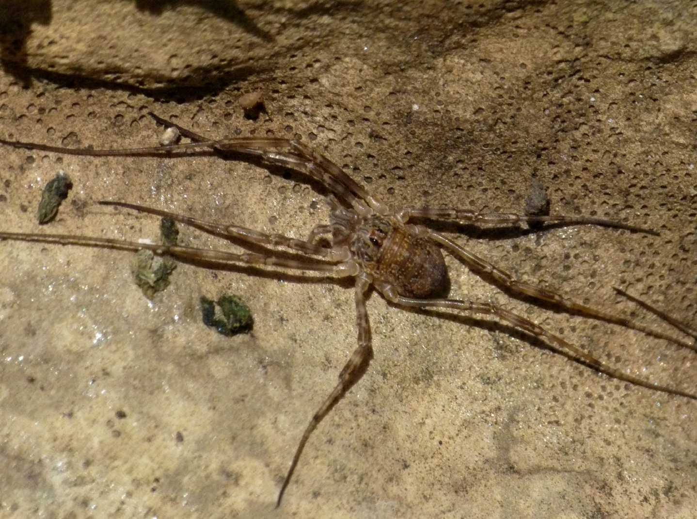 Piccoli opilioni di Tolfa , Natura Mediterraneo | Forum Naturalistico