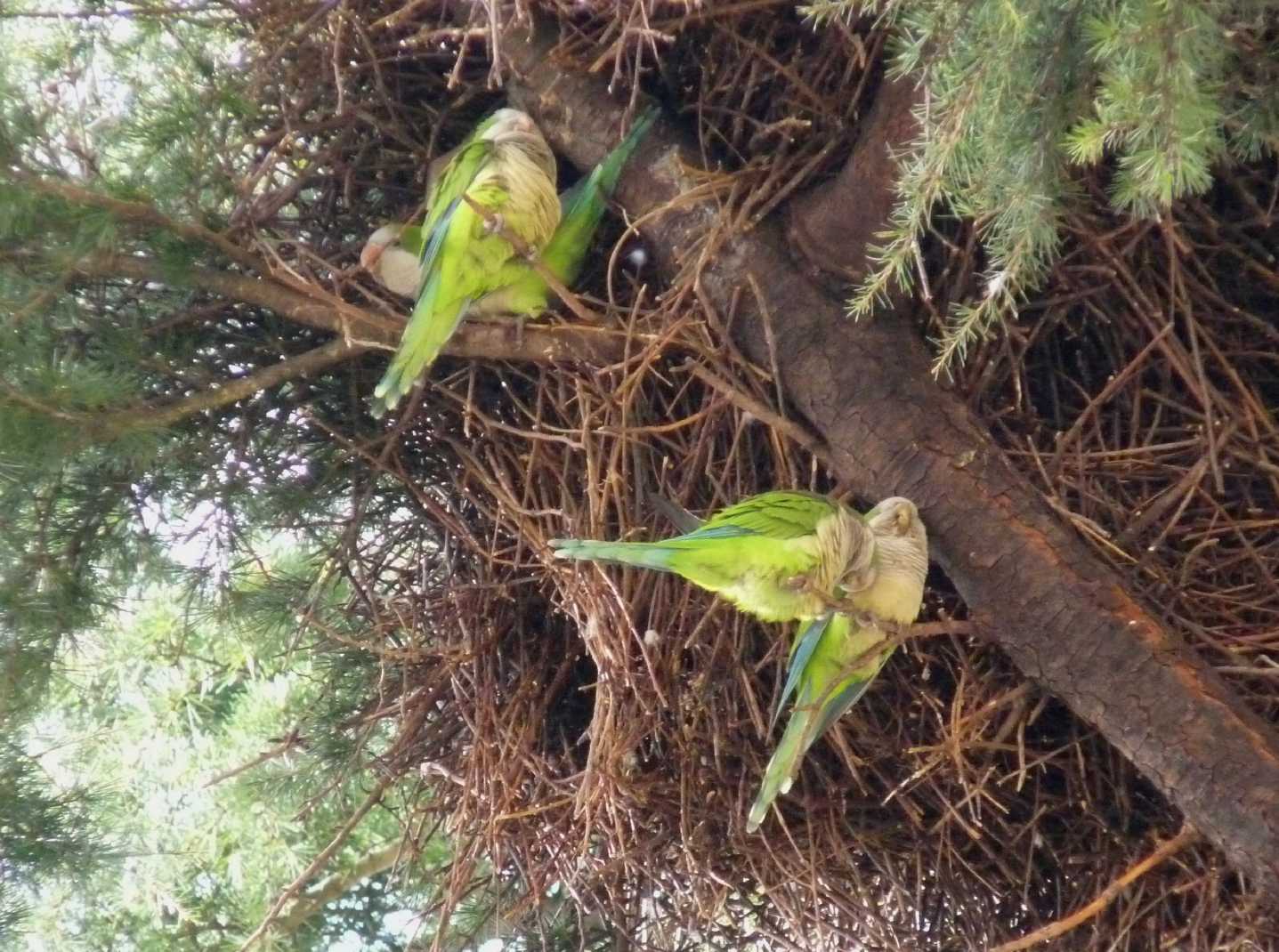 Varie colonie di pappagalli Parrocchetto presenti a Roma , Natura ...
