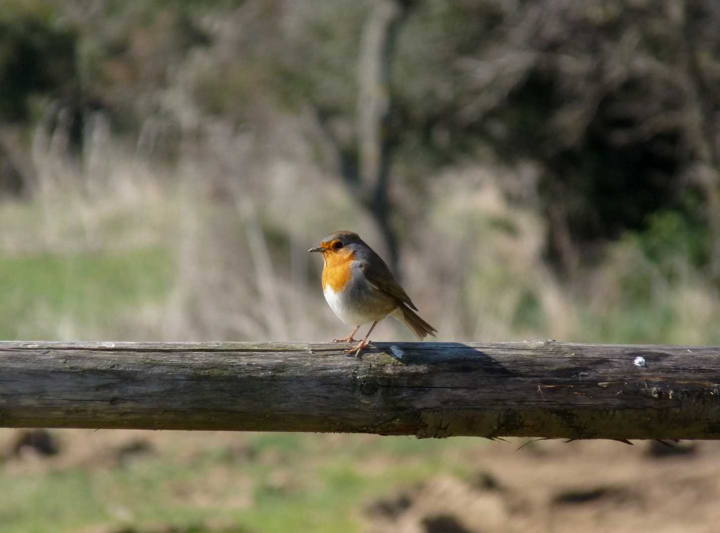 Coppia di pettirossi? , Natura Mediterraneo | Forum Naturalistico
