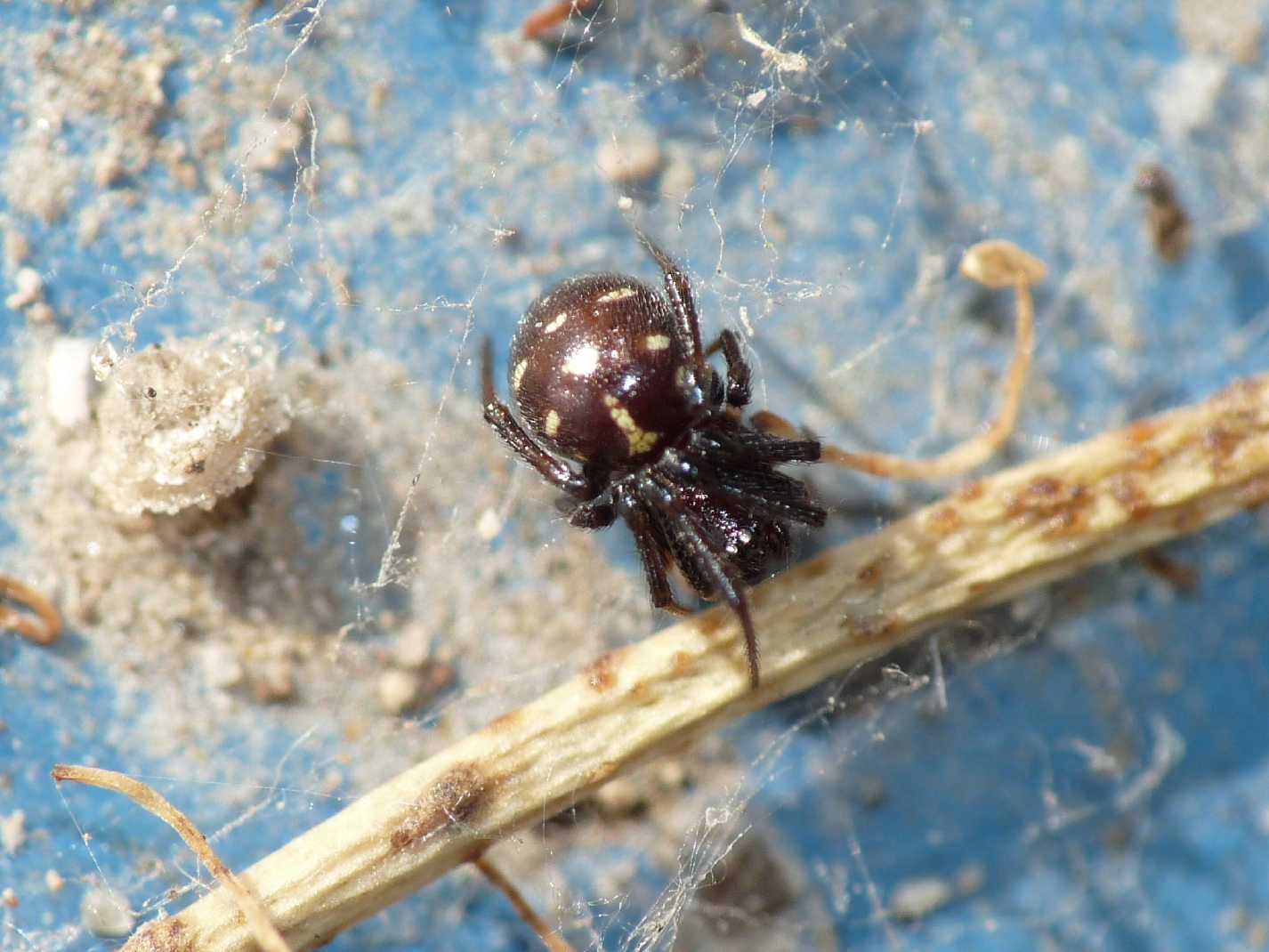 Crustulina sp. , Natura Mediterraneo | Forum Naturalistico
