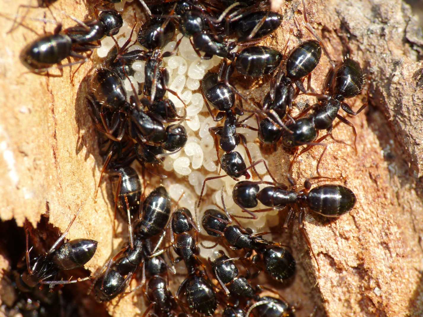 Formiche nere da determinare - Camponotus piceus , Natura Mediterraneo ...
