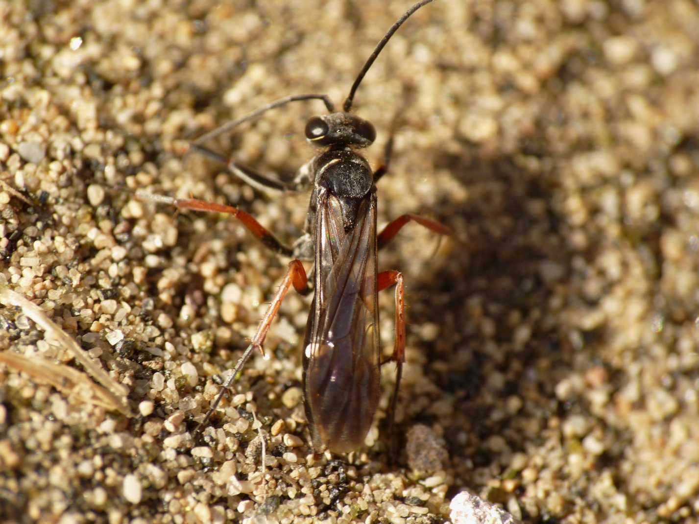 Pompilidae mediopiccolo nero zampe rosse , Natura Mediterraneo | Forum ...