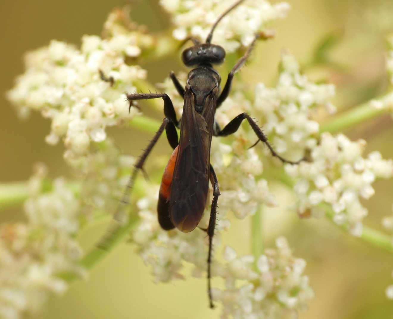Pompilidae da determinare , Natura Mediterraneo | Forum Naturalistico