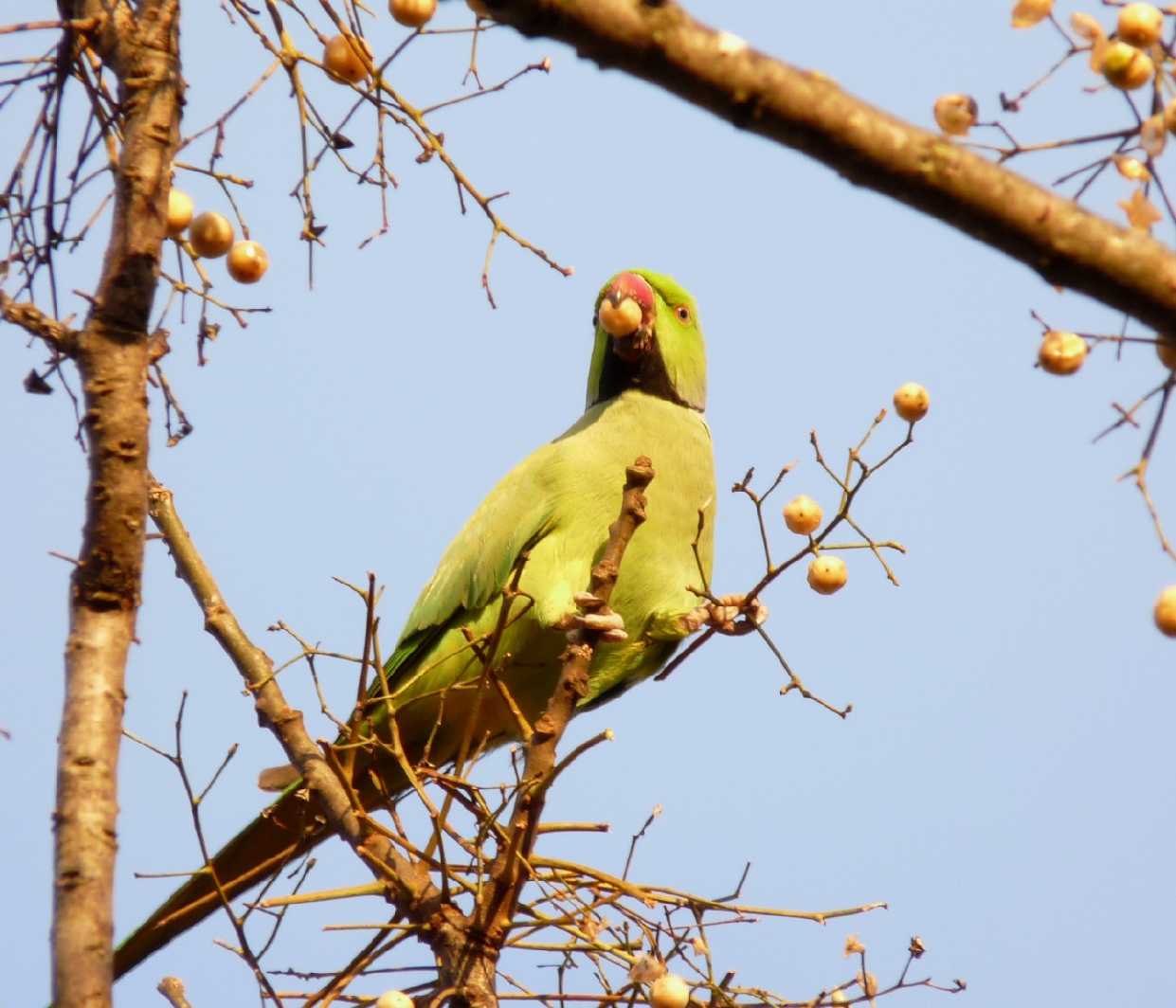 Varie colonie di pappagalli Parrocchetto presenti a Roma , Natura ...