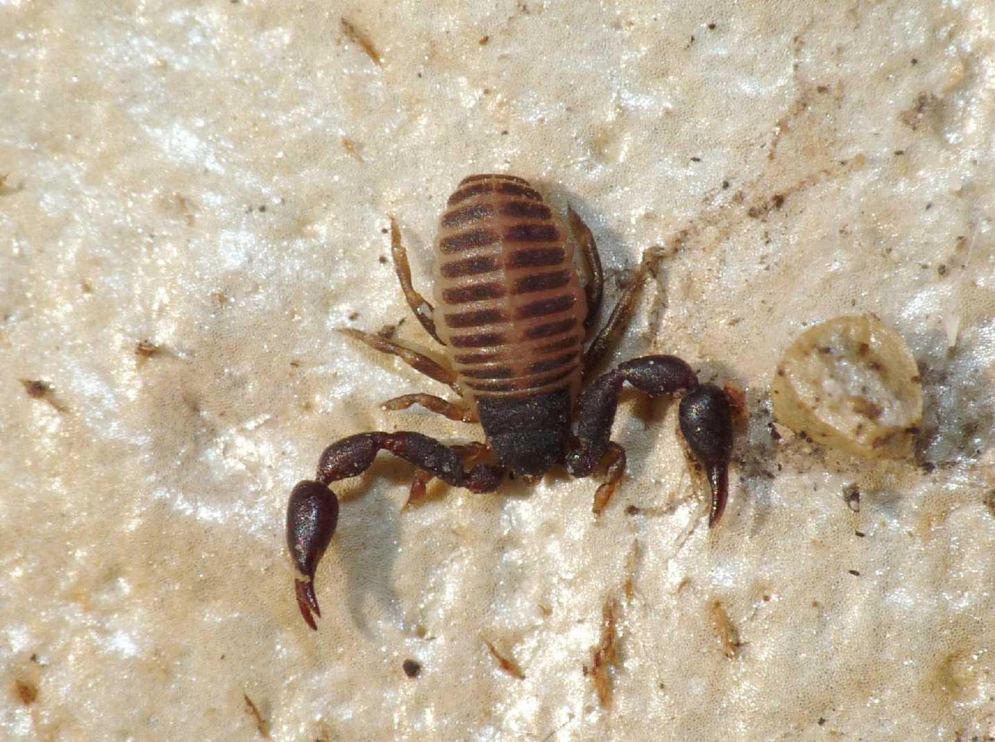Pseudoscorpiones da Ostia (RM): Cheliferidae , Natura Mediterraneo ...