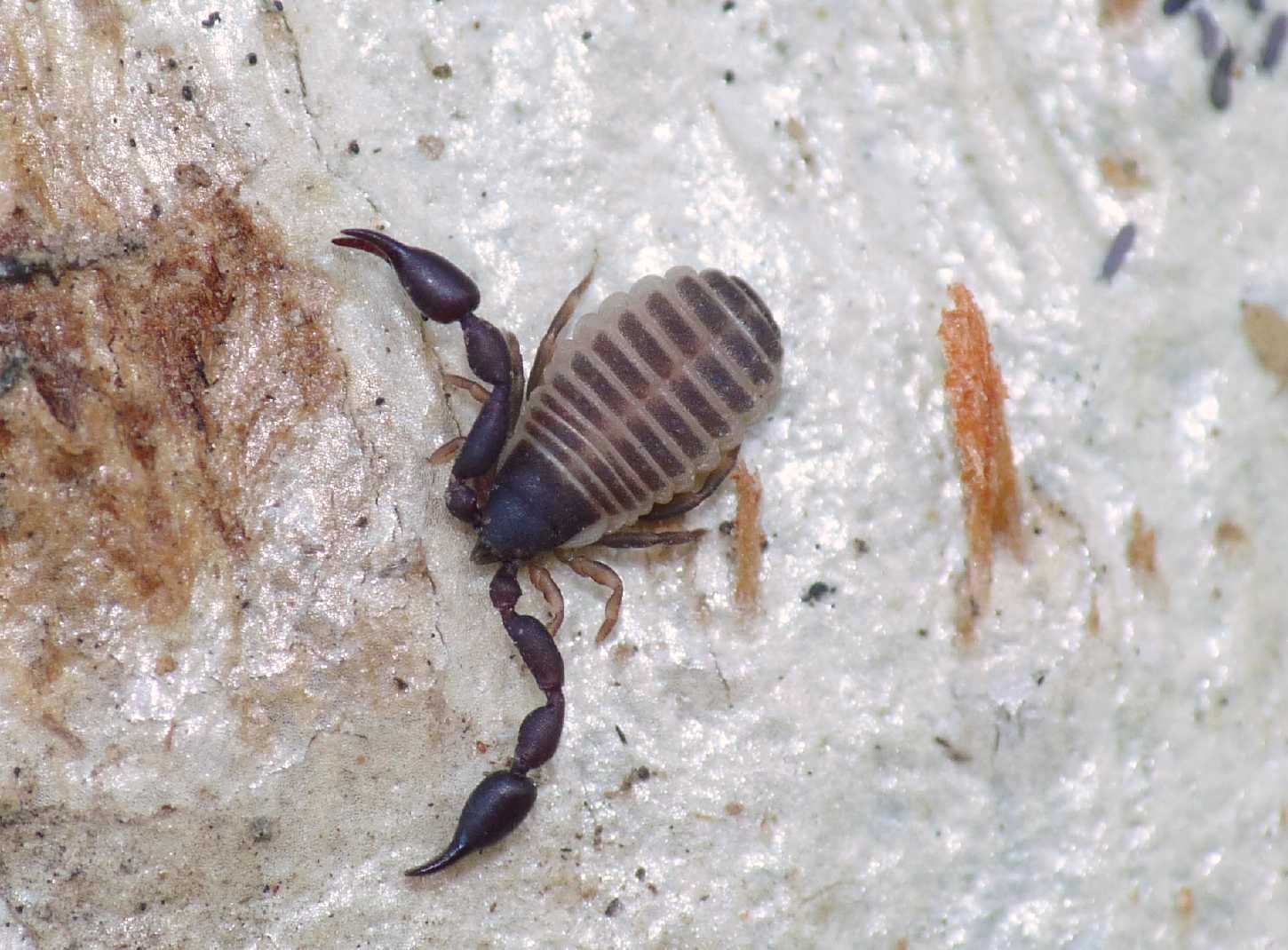 Pseudoscorpiones da Ostia (RM): Cheliferidae , Natura Mediterraneo ...