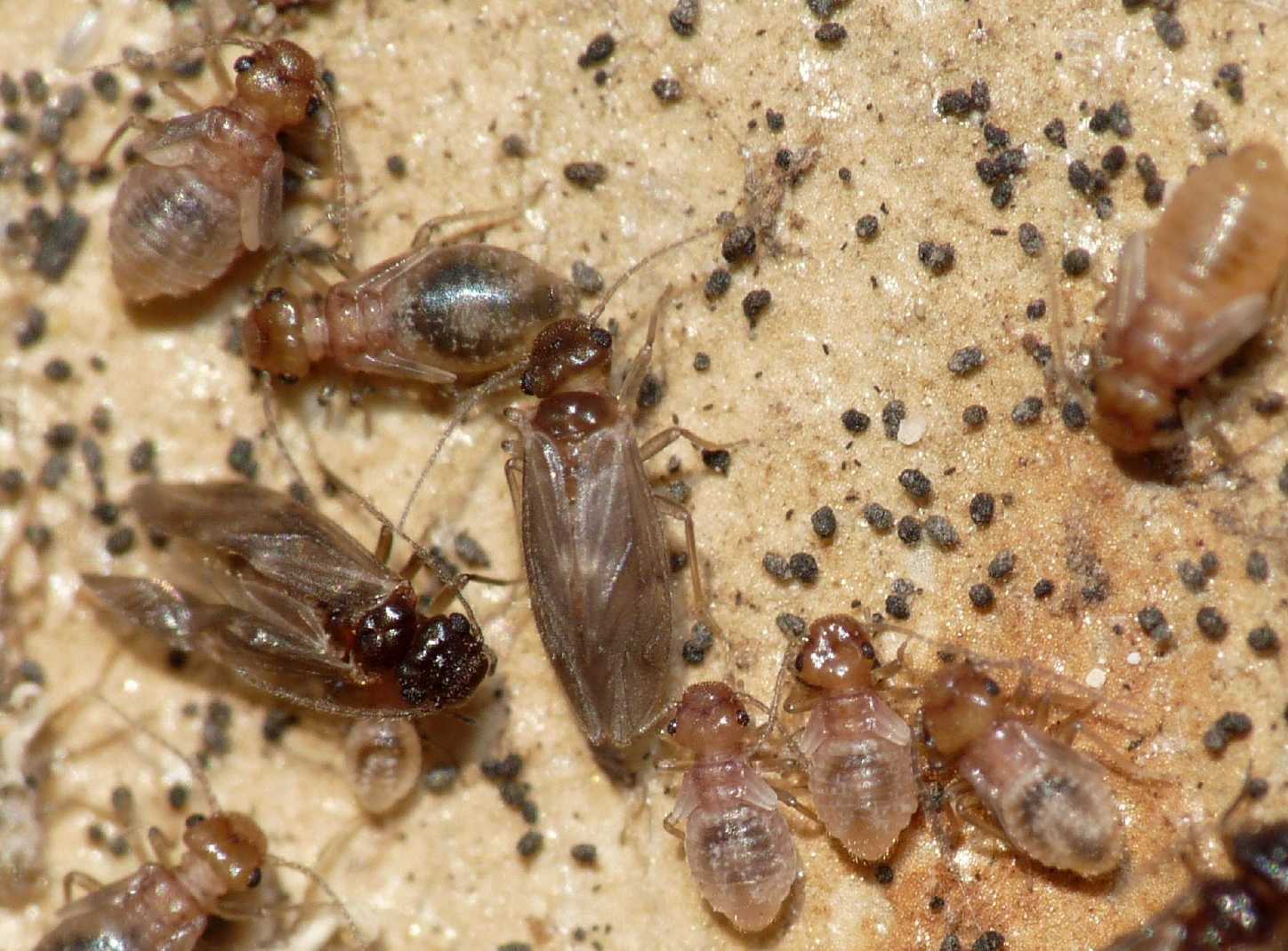 Psocoptera: (Peripsocidae genere Peripsocus?) , Natura Mediterraneo ...