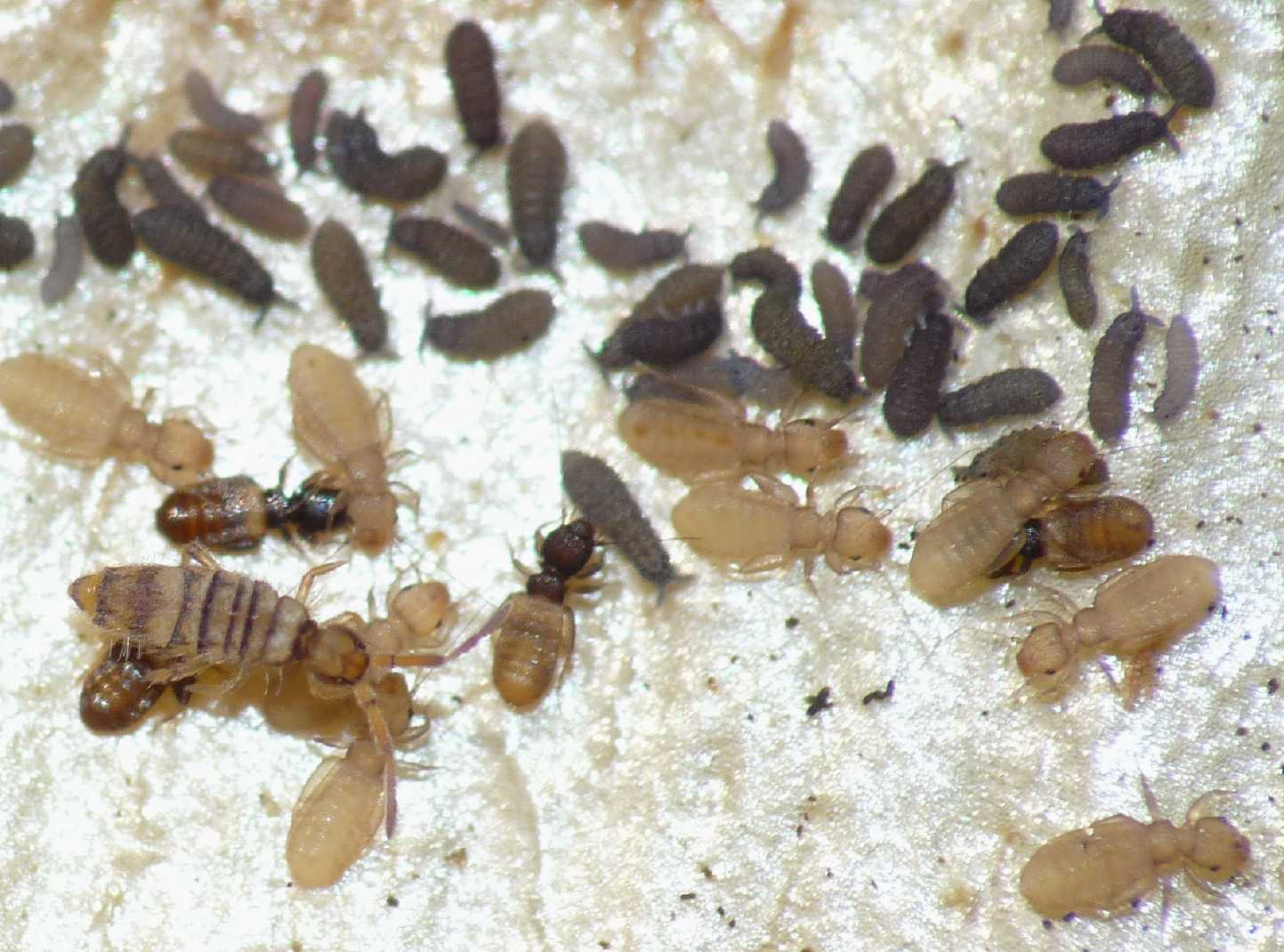 Collembolo? No psocottero del genere Liposcelis , Natura Mediterraneo ...