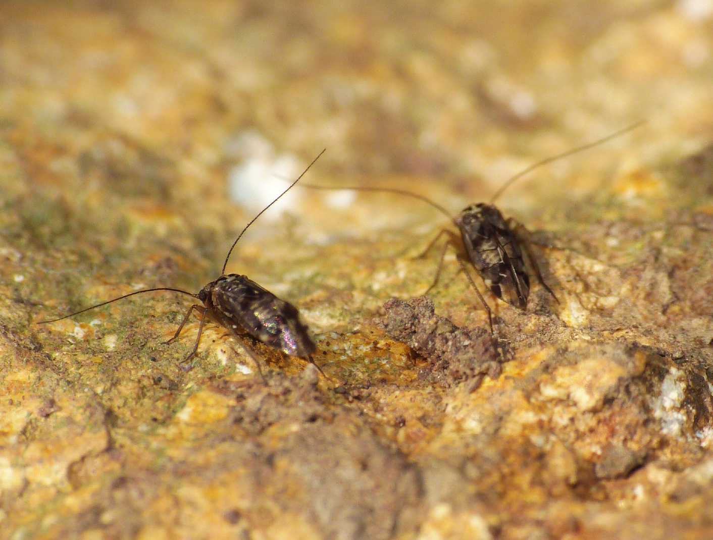 Psocotteri sotto una pietra , Natura Mediterraneo | Forum Naturalistico